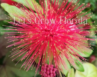 Pink Powder Puff Tree calliandra Emarginsta - Etsy