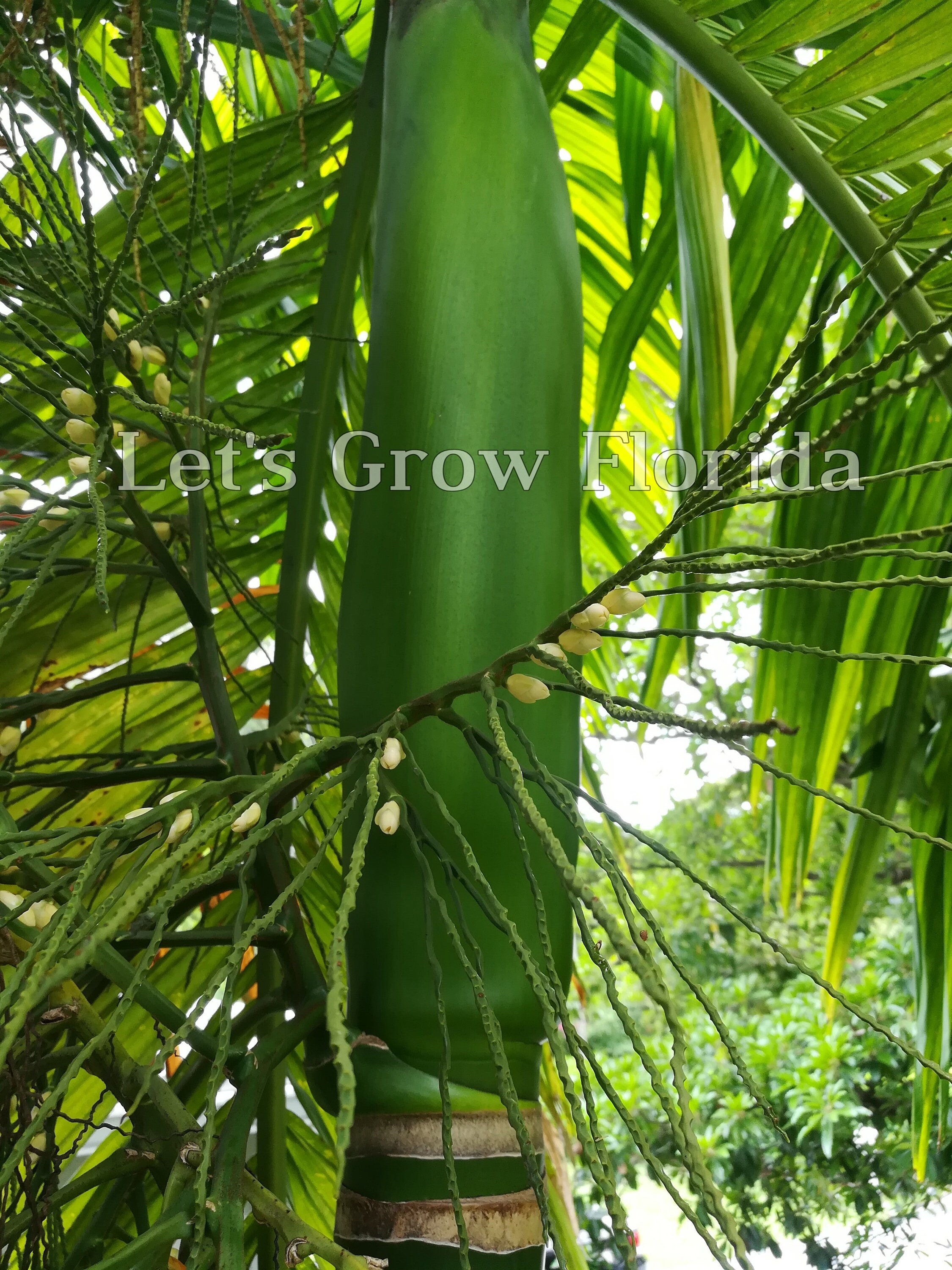 Areca Catechu, Betel Nut Palm Tree - Etsy