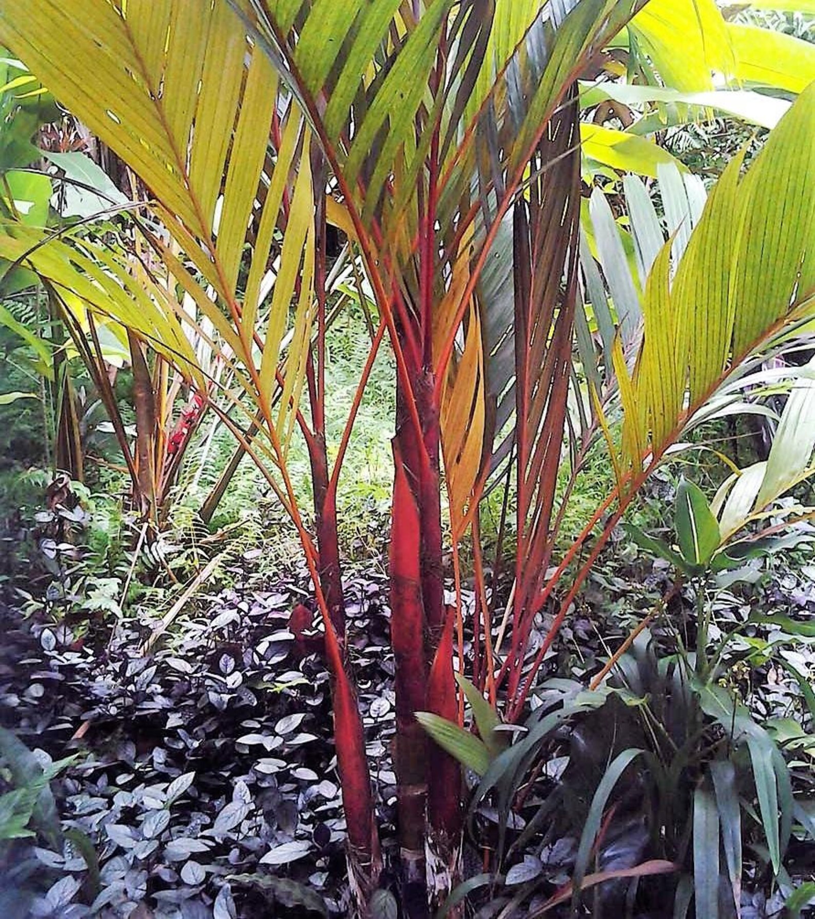 Areca Vestiaria 'red / Sunset' Palm Tree - Etsy