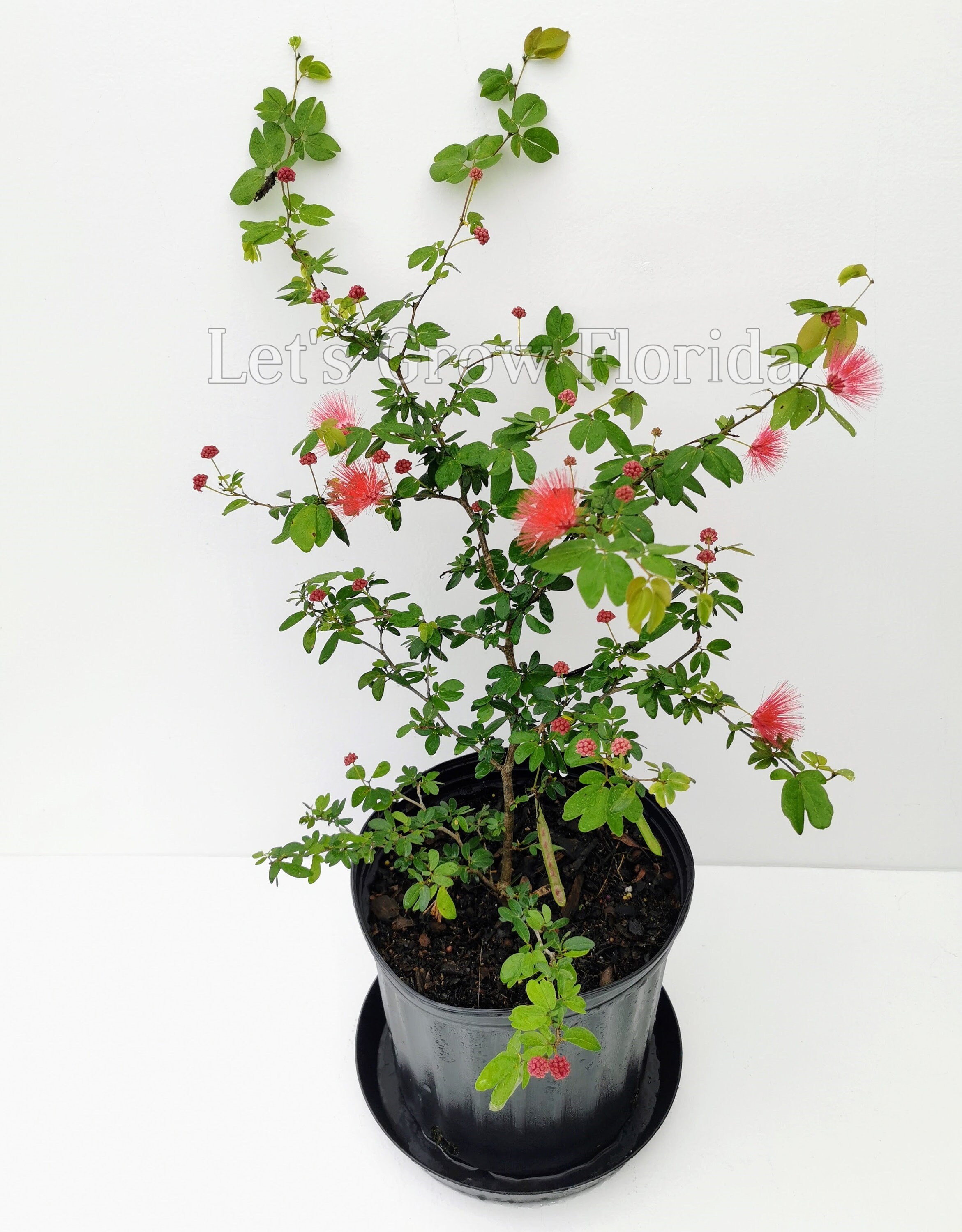 Powder Puff, Dwarf Red, Calliandra Haematocephala X Surinamensis, Nana ...