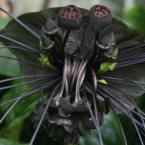 Bat Flower - Etsy