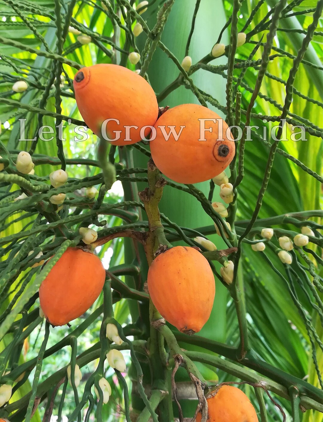Areca Catechu, Betel Nut Palm Tree - Etsy