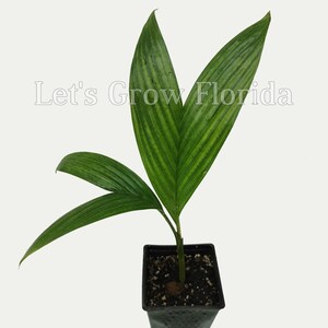 Areca Macrocalyx ‘red’ Palm Tree - Etsy