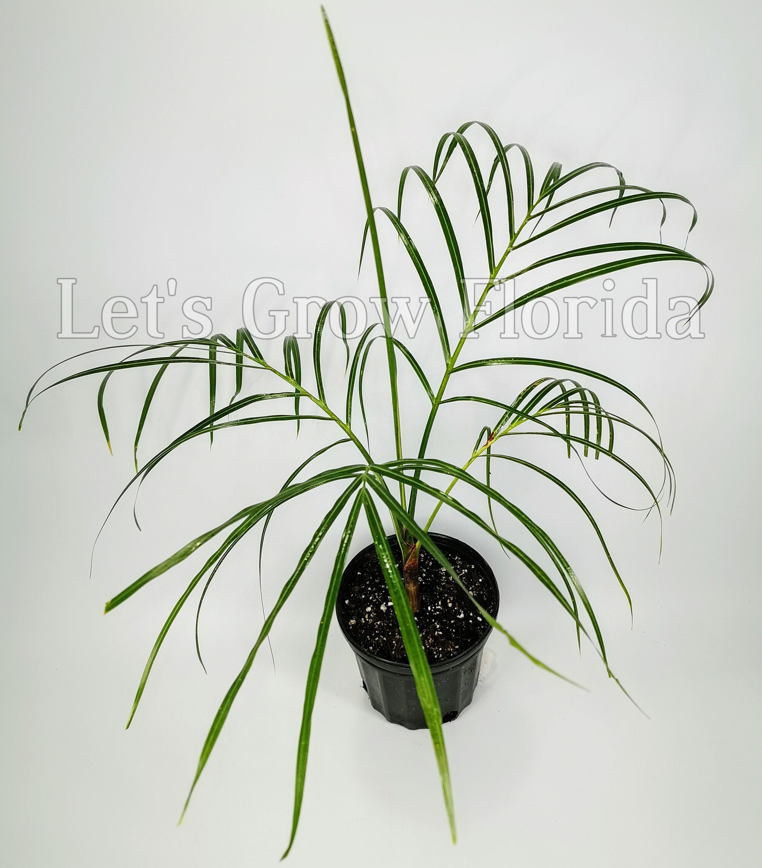 Hyophorbe Verschaffeltii / Spindle Palm Tree - Etsy