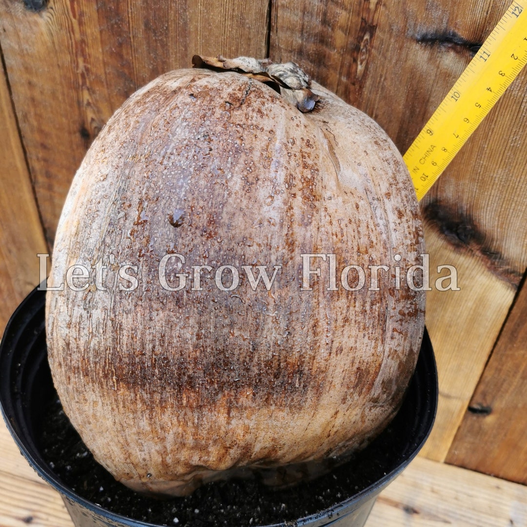 Massive Fiji / Samoan Dwarf Coconut Seed Cocos Nucifera Tropical Rare ...