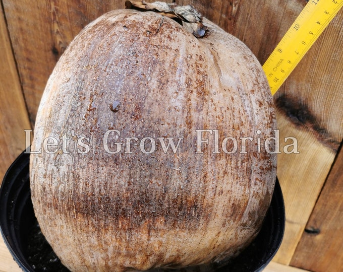 Massive Fiji / Samoan Dwarf Coconut Seed Cocos Nucifera Tropical Rare ...
