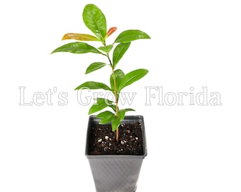 Ochna Serrulata, Mickey Mouse Plant in 4 Pot - Etsy