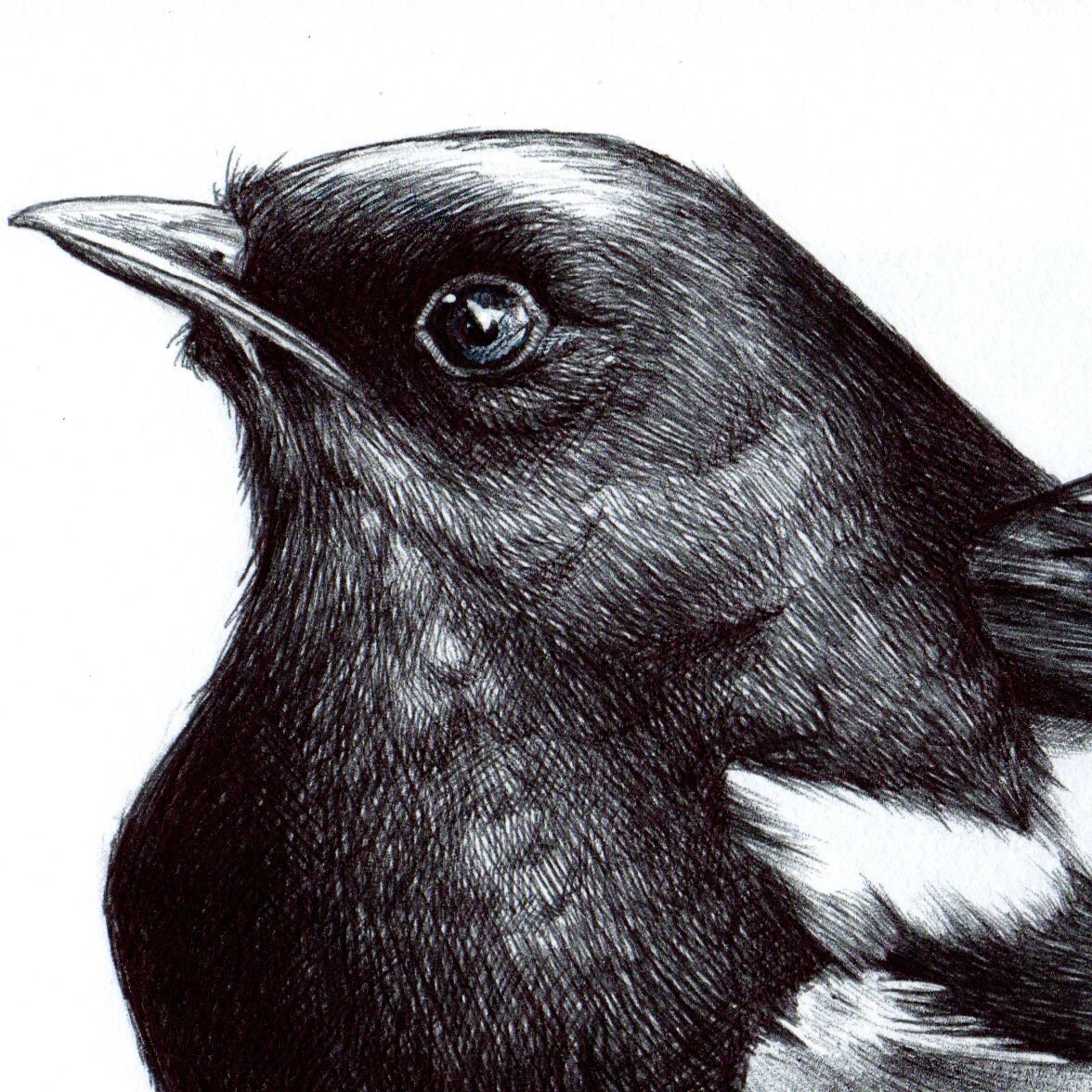 Magpie Art Print, Bird Drawing, Original Artwork, Giclee Print, Nature ...