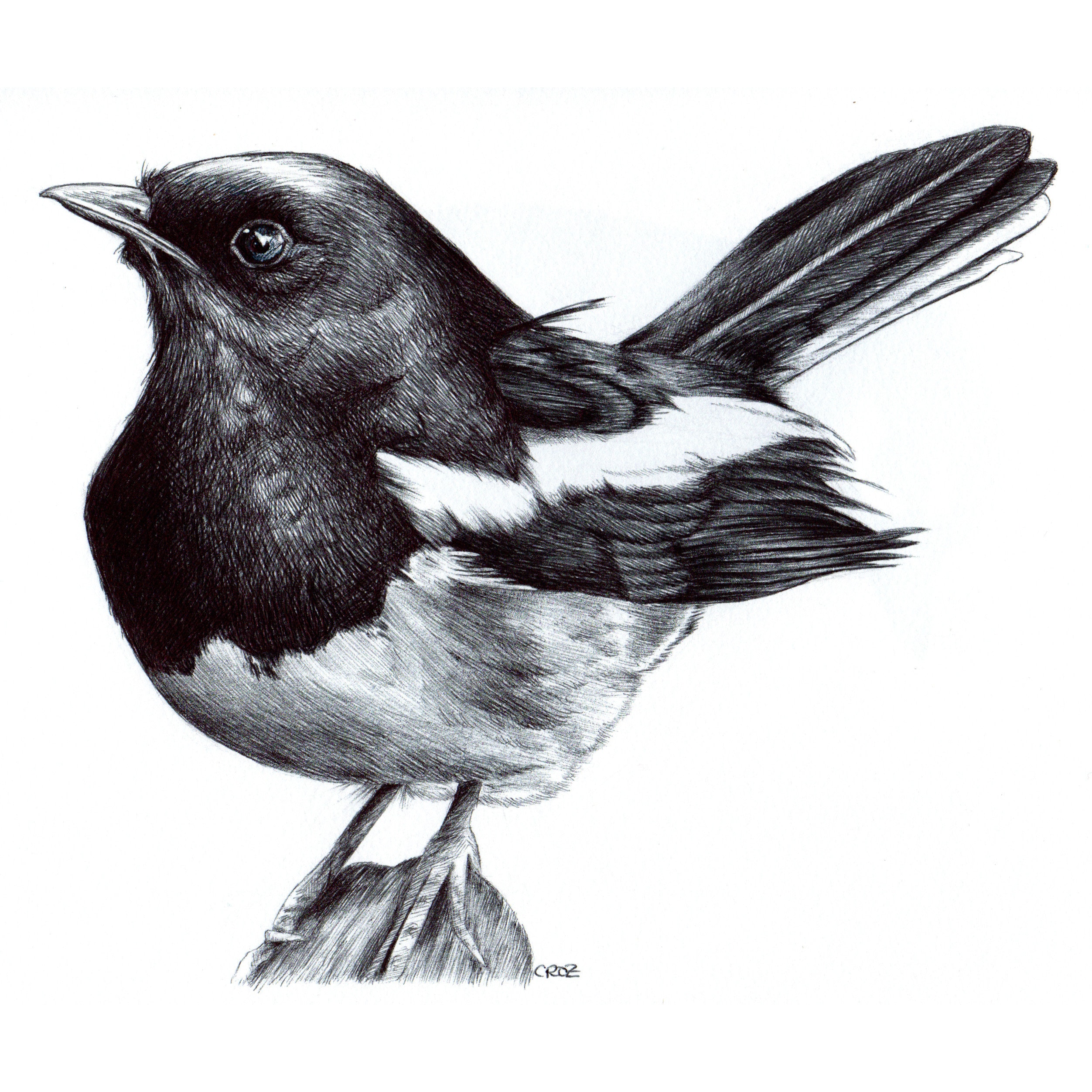 Magpie Drawing