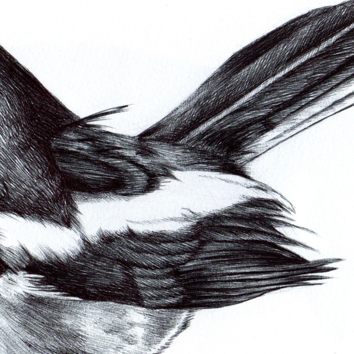 Magpie Art Print, Bird Drawing, Original Artwork, Giclee Print, Nature ...