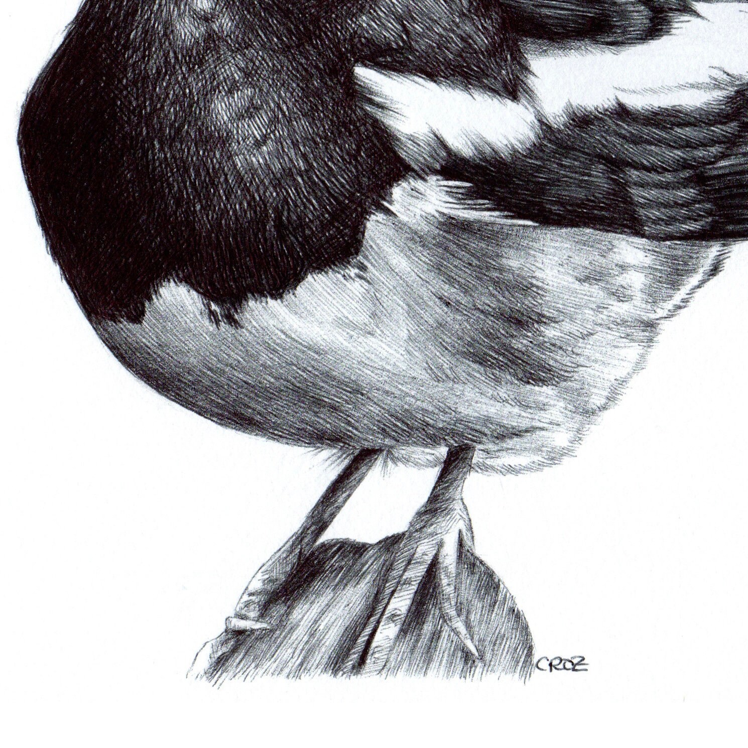 Magpie Art Print, Bird Drawing, Original Artwork, Giclee Print, Nature ...