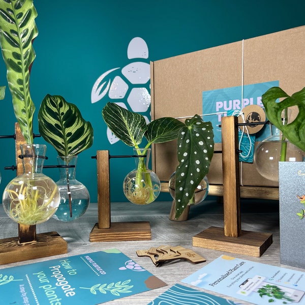 Plant Gift - 60+ Gift Ideas for 2024