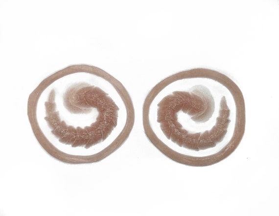 Ram Horns / Silicone Prosthetic / Aries Makeup / SFX / Fantasy - Etsy