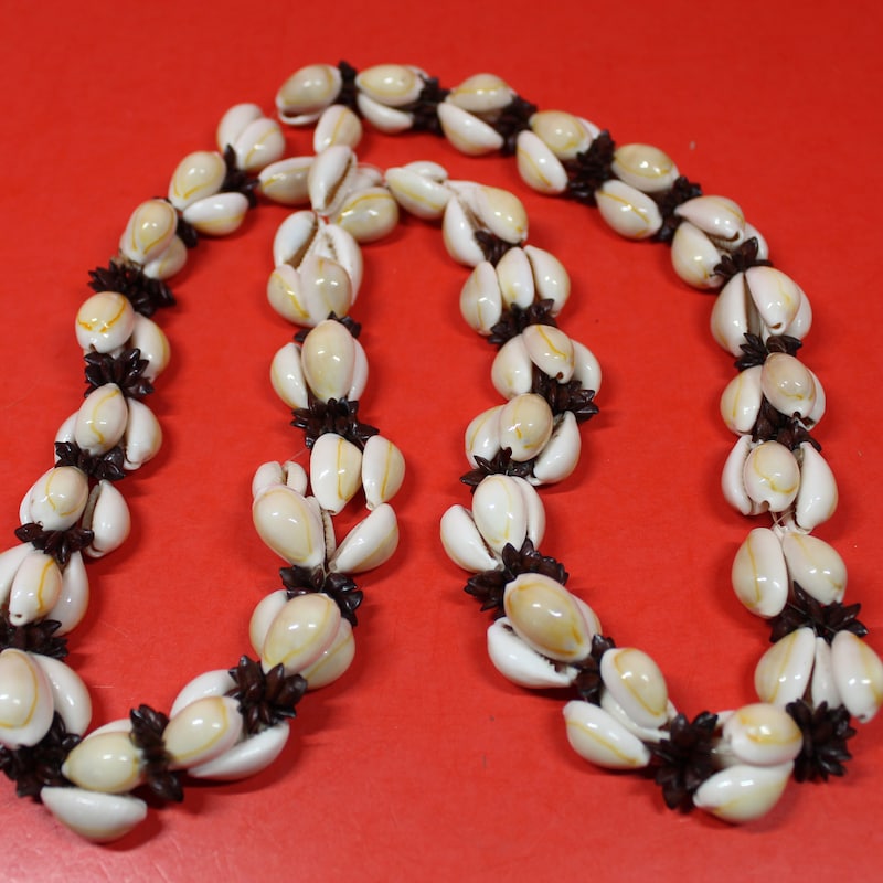 Hawaiian Cowrie - Etsy
