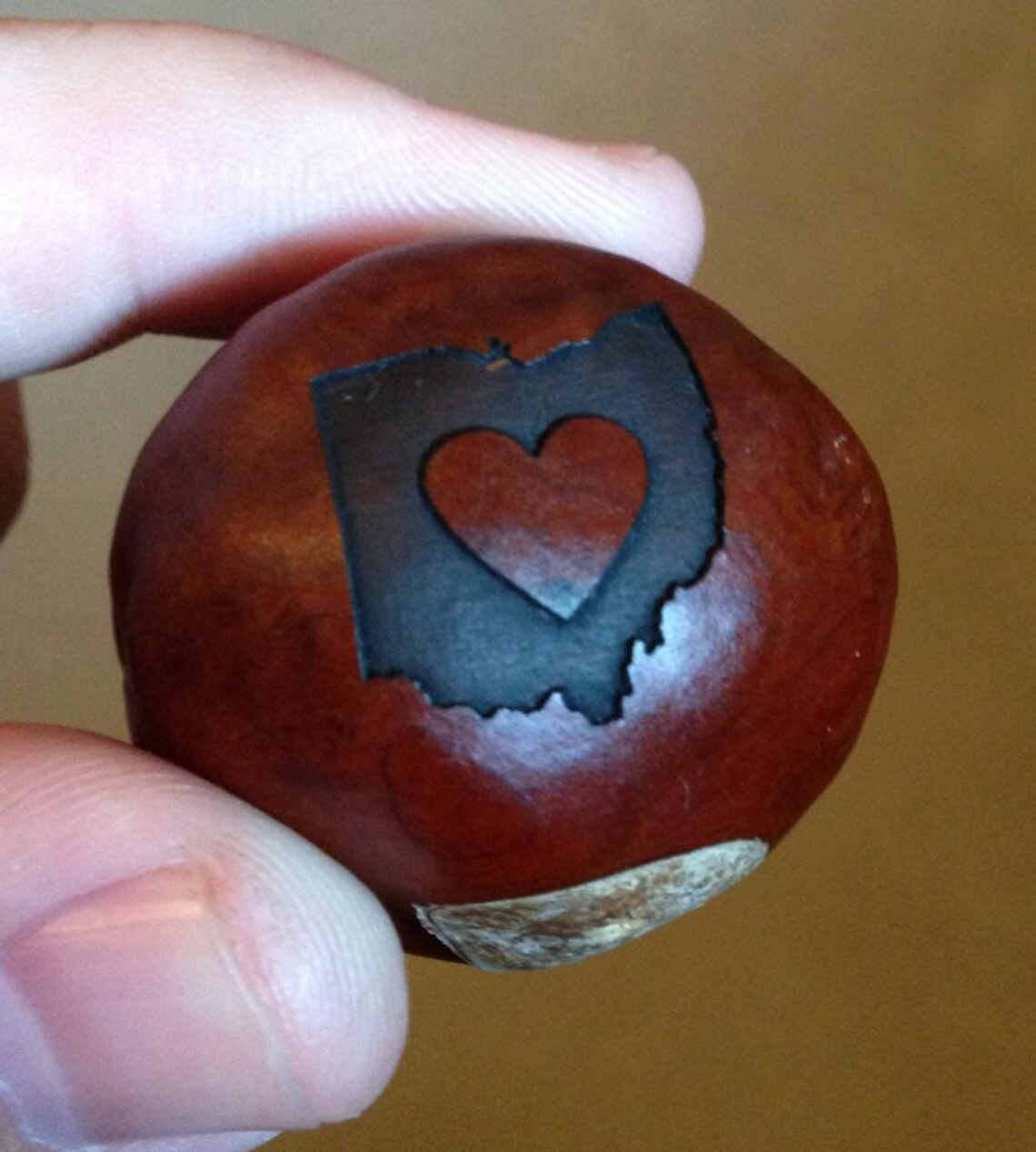 LUCKEYES Lucky Buckeyes Buckeye Nuts from the State of Ohio | Etsy