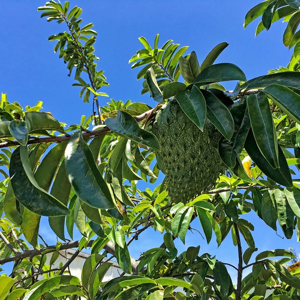 Soursop - Etsy