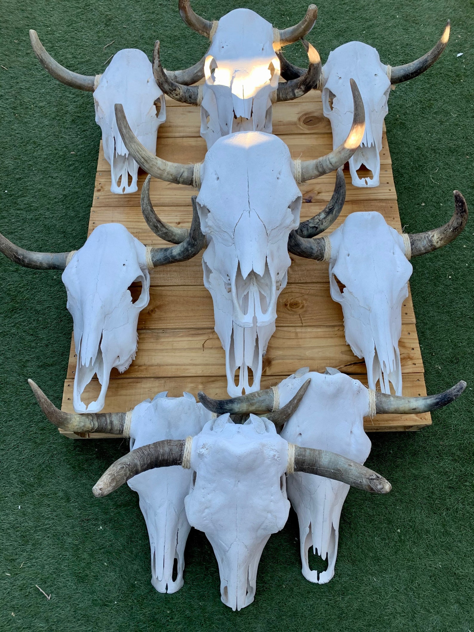 Real Steer Skull With Horns - Etsy
