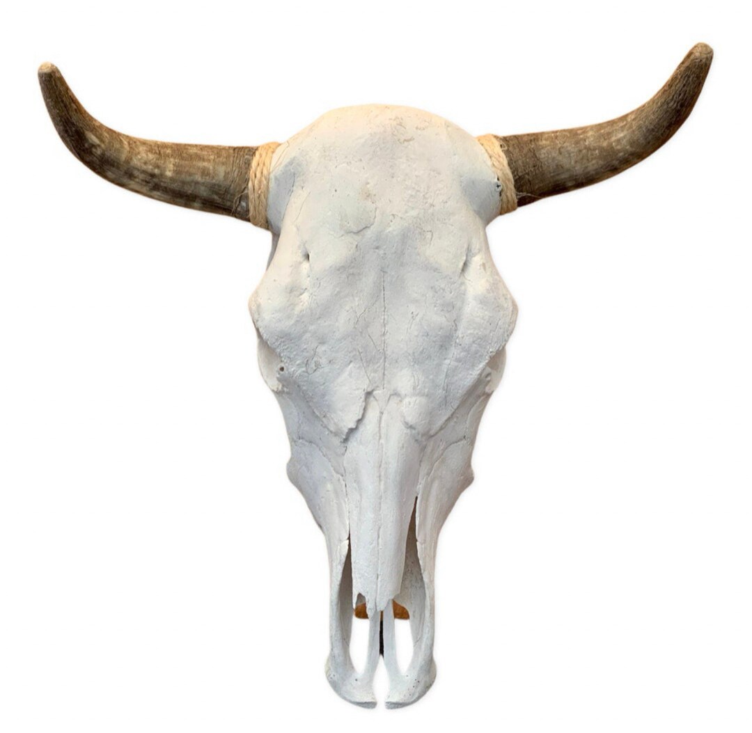 2 Steer Head Combo - Etsy