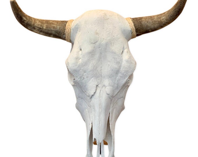 2 Steer Head Combo - Etsy