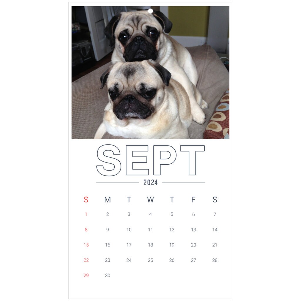 Pugs in Compromising Positions Wall Calendars - Etsy