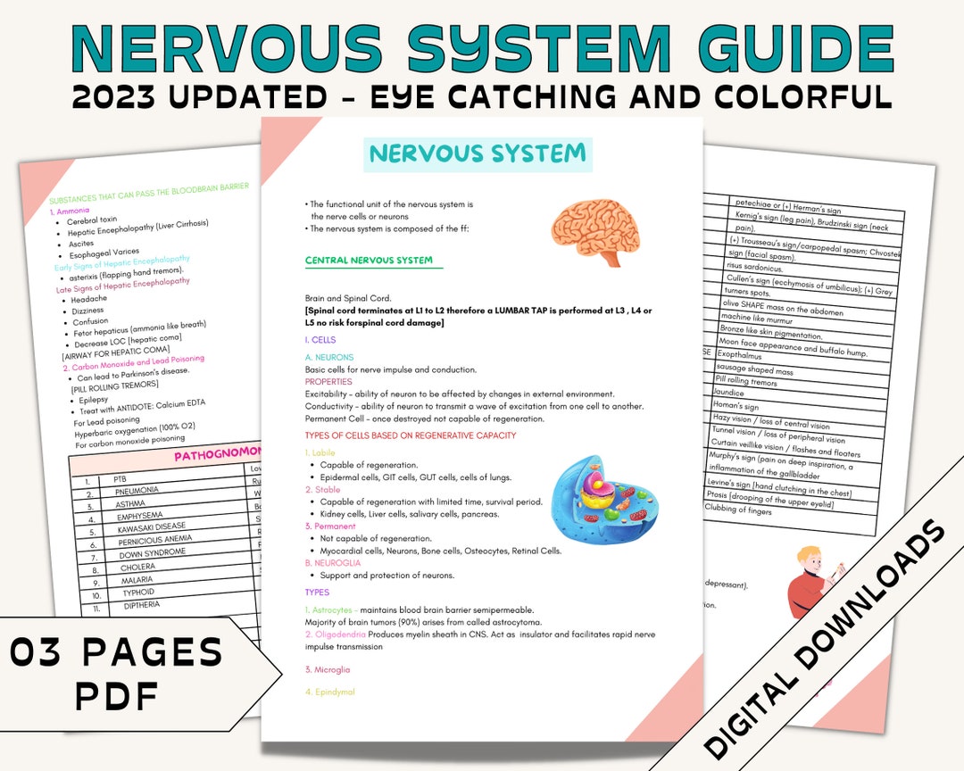 Nervous System Notes, Nursing Bundle, Nursing Notes, Med Surg Study ...