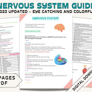 Nervous System Notes, Nursing Bundle, Nursing Notes, Med Surg Study ...