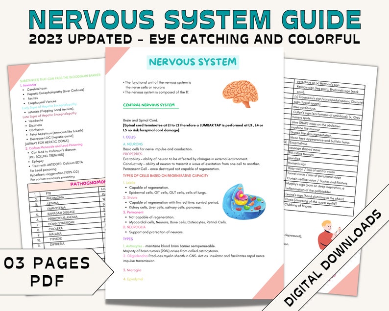 Nervous System Notes, Nursing Bundle, Nursing Notes, Med Surg Study ...