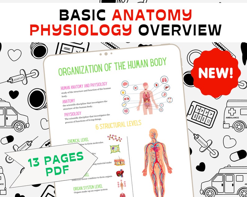 Anatomy Physiology Study Guide, Level I& II Nursing Notes Bundle, 2026 ...