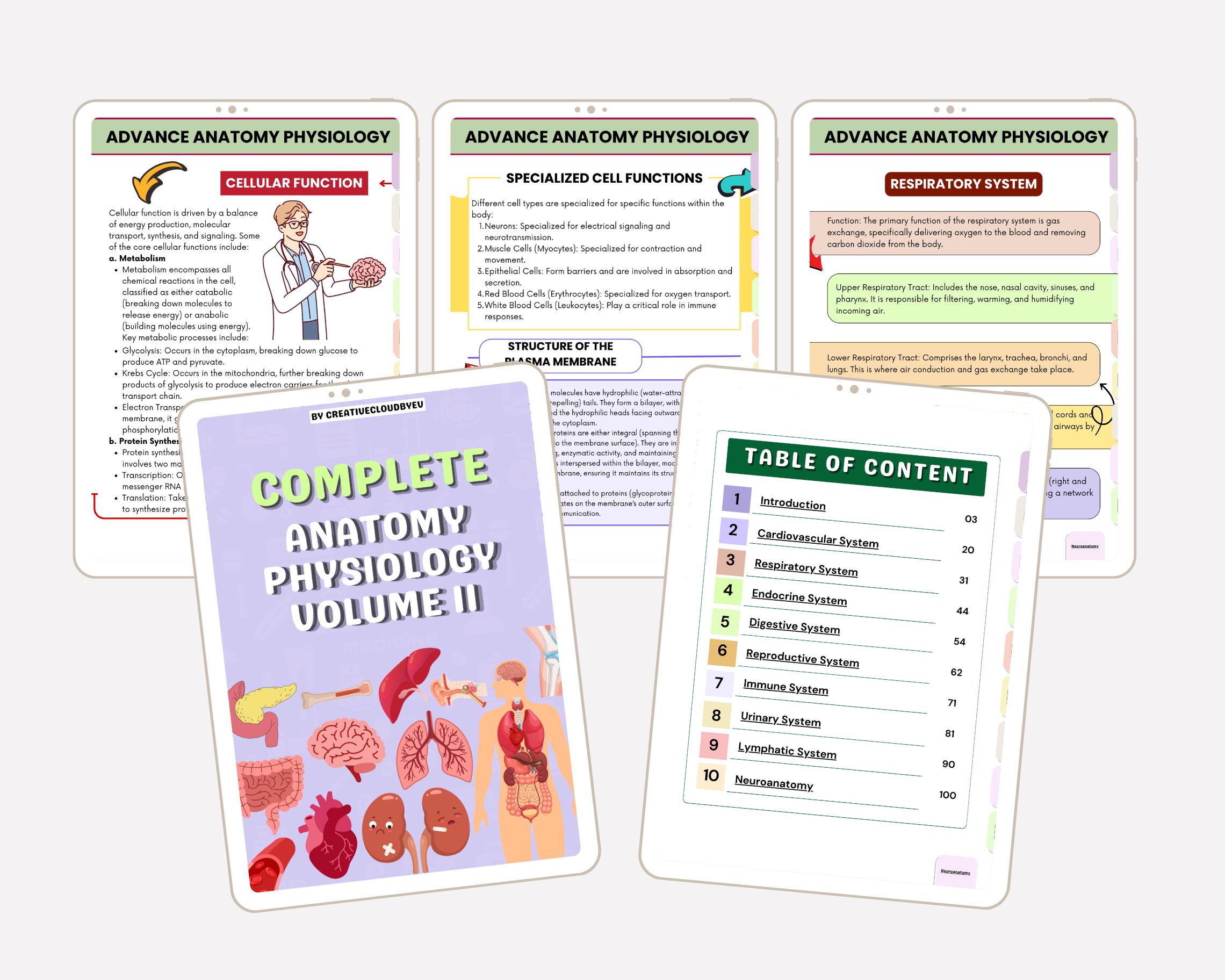 Anatomy Physiology Study Guide, MEGA BUNDLE (digital Download) - Etsy
