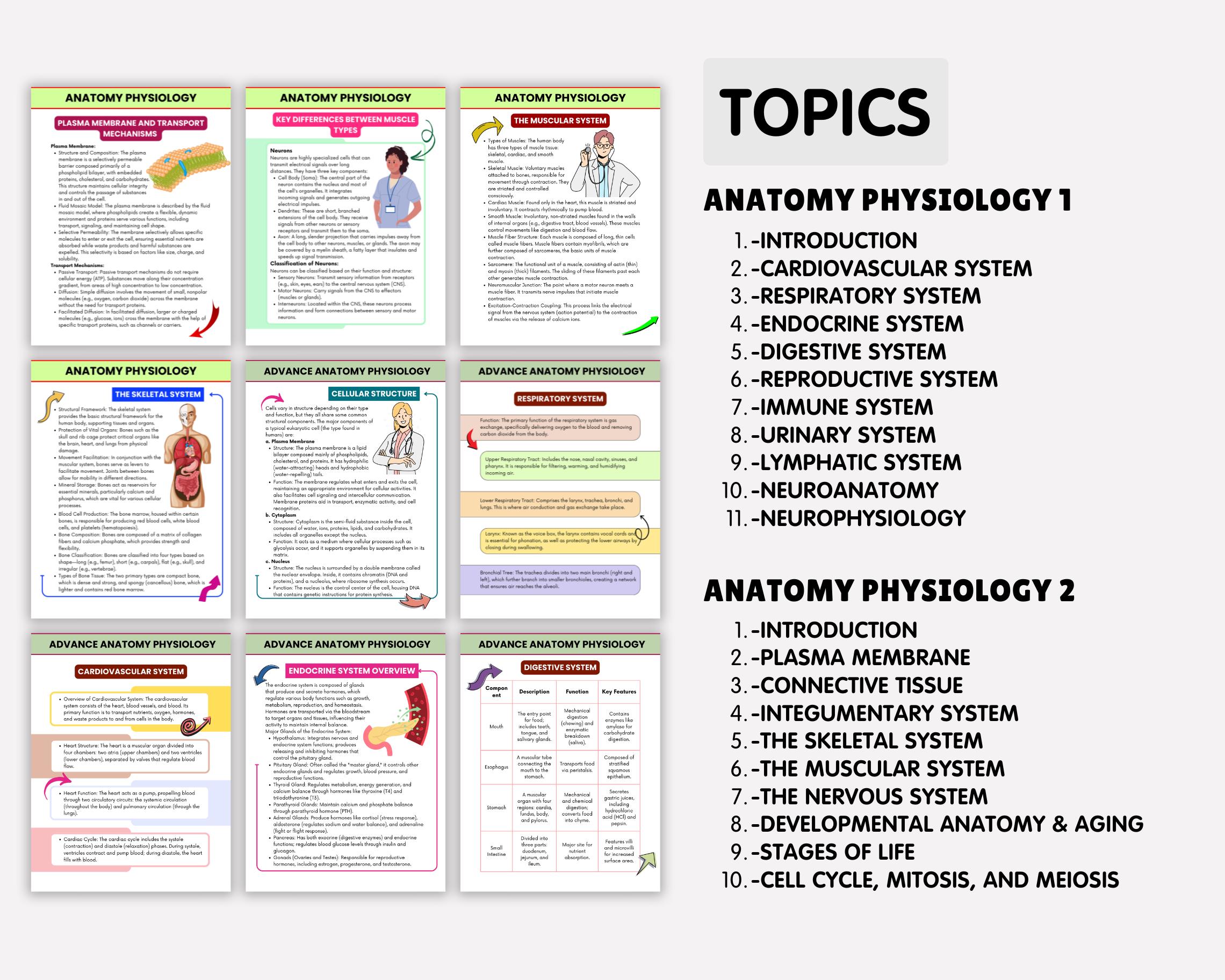 Complete Anatomy Physiology I & II 200+ Pages, Anatomy Study Guide ...