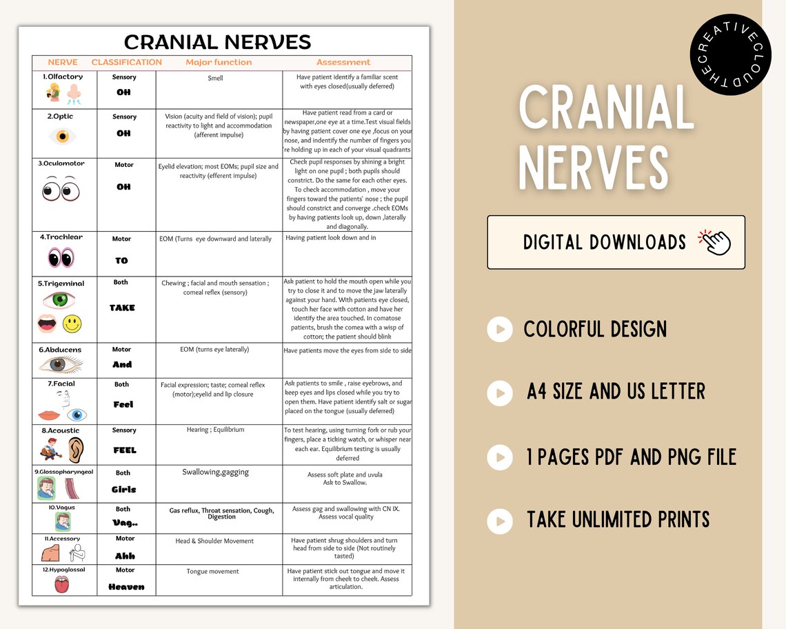 Cranial Nerves Chart: Nursing Student Study Guide (PDF & PNG) - Etsy