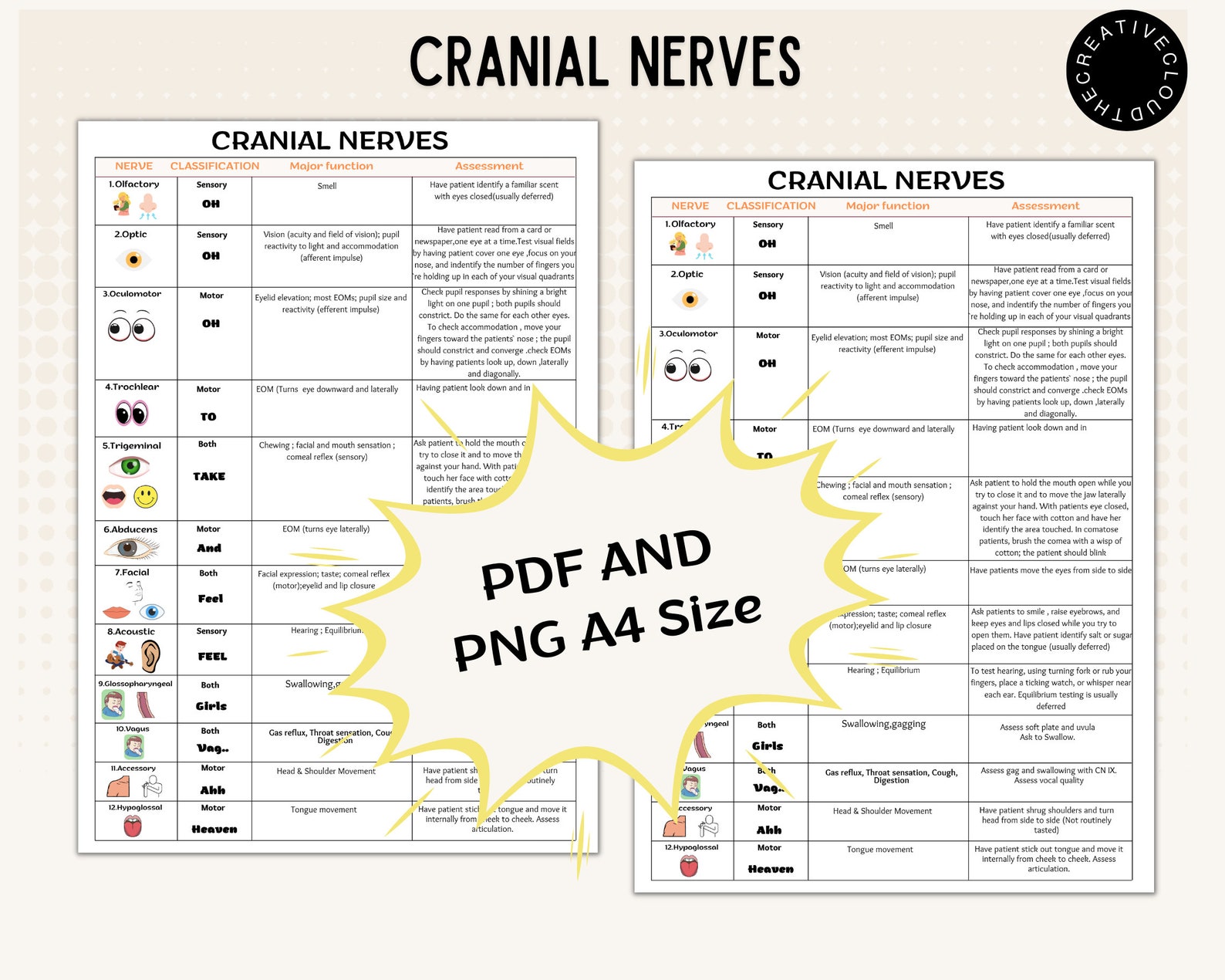 Cranial Nerves - Cranial Nerves Sheet - 12 Cranial Nerves - Nursing ...
