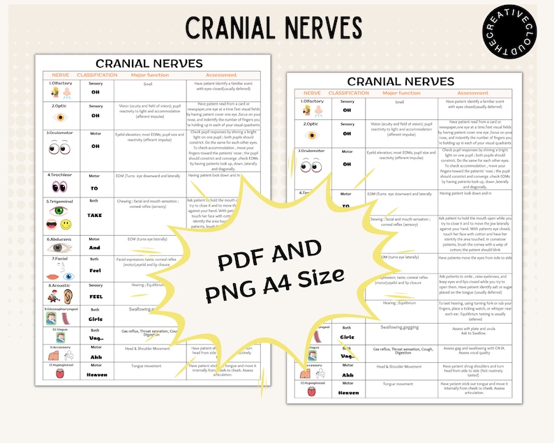 Cranial Nerves - Cranial Nerves Sheet - 12 Cranial Nerves - Nursing ... Cranial Nerves - Cranial Nerves Sheet - 12 Cranial Nerves - Nursing ...