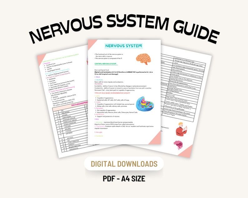 Nervous System Notes, Nursing Bundle, Nursing Notes, Med Surg Study ...