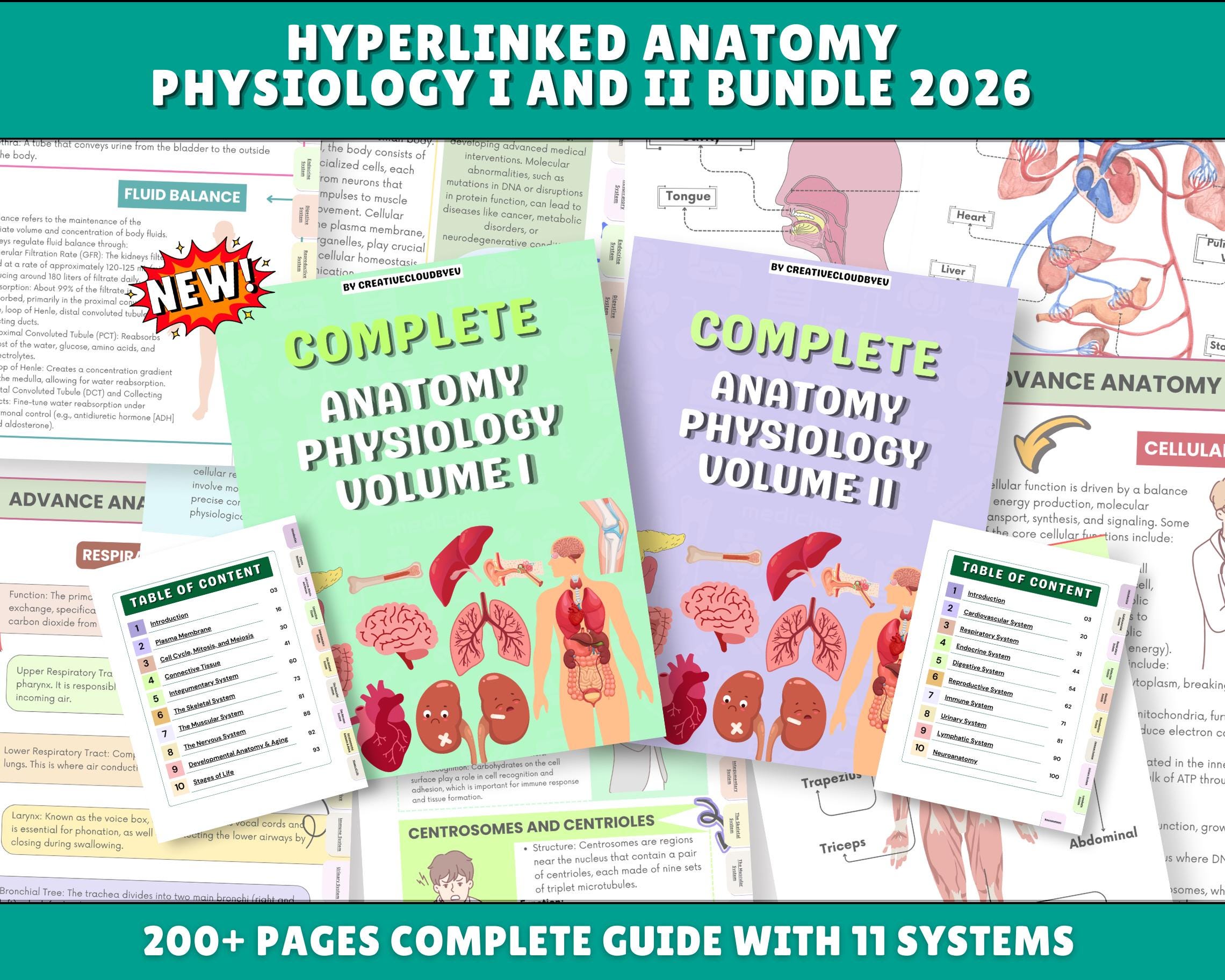 Anatomy Physiology Study Guide, MEGA BUNDLE (digital Download) - Etsy