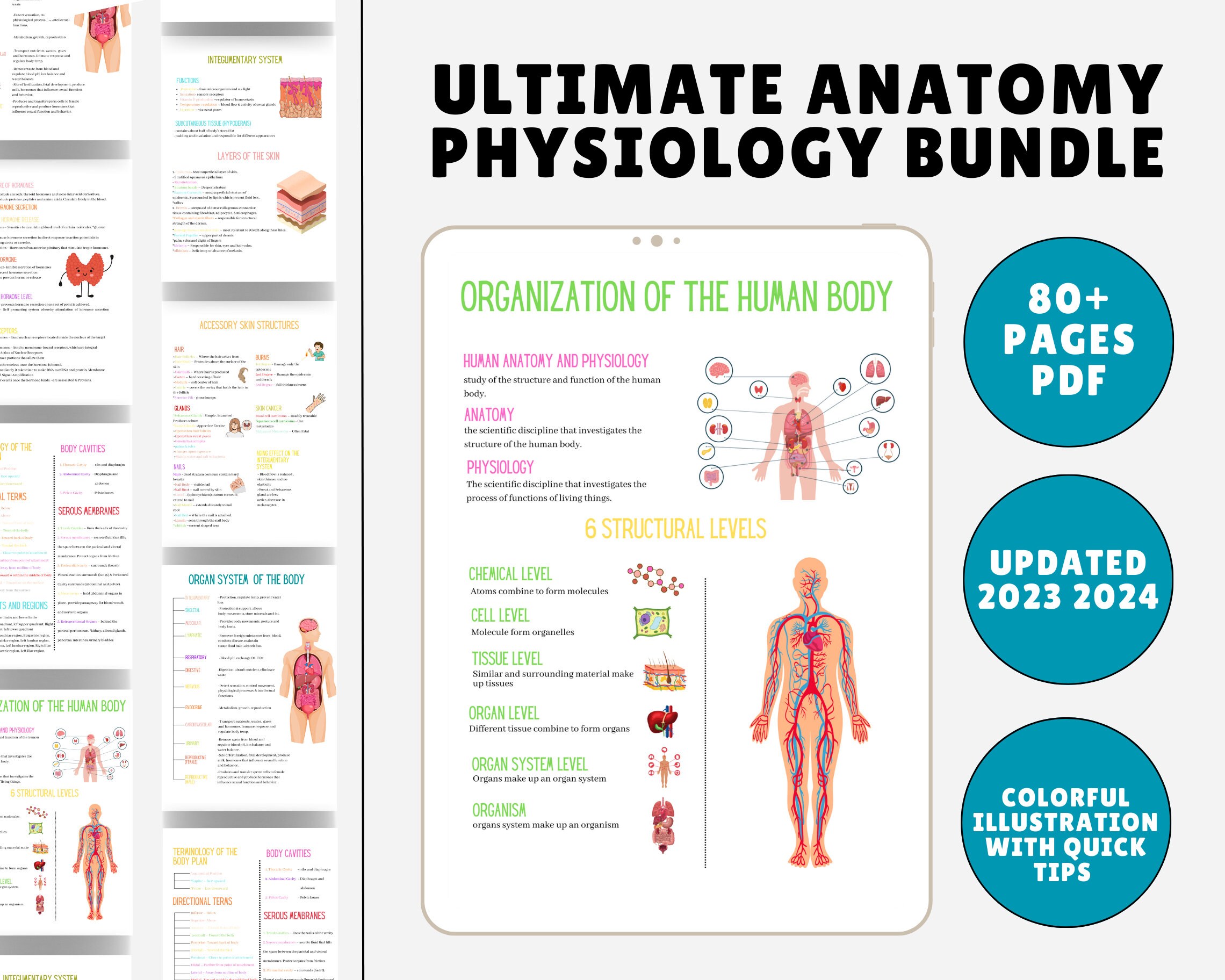 Anatomy Physiology Study Guide, Level I& II Nursing Notes Bundle, 2026 ...
