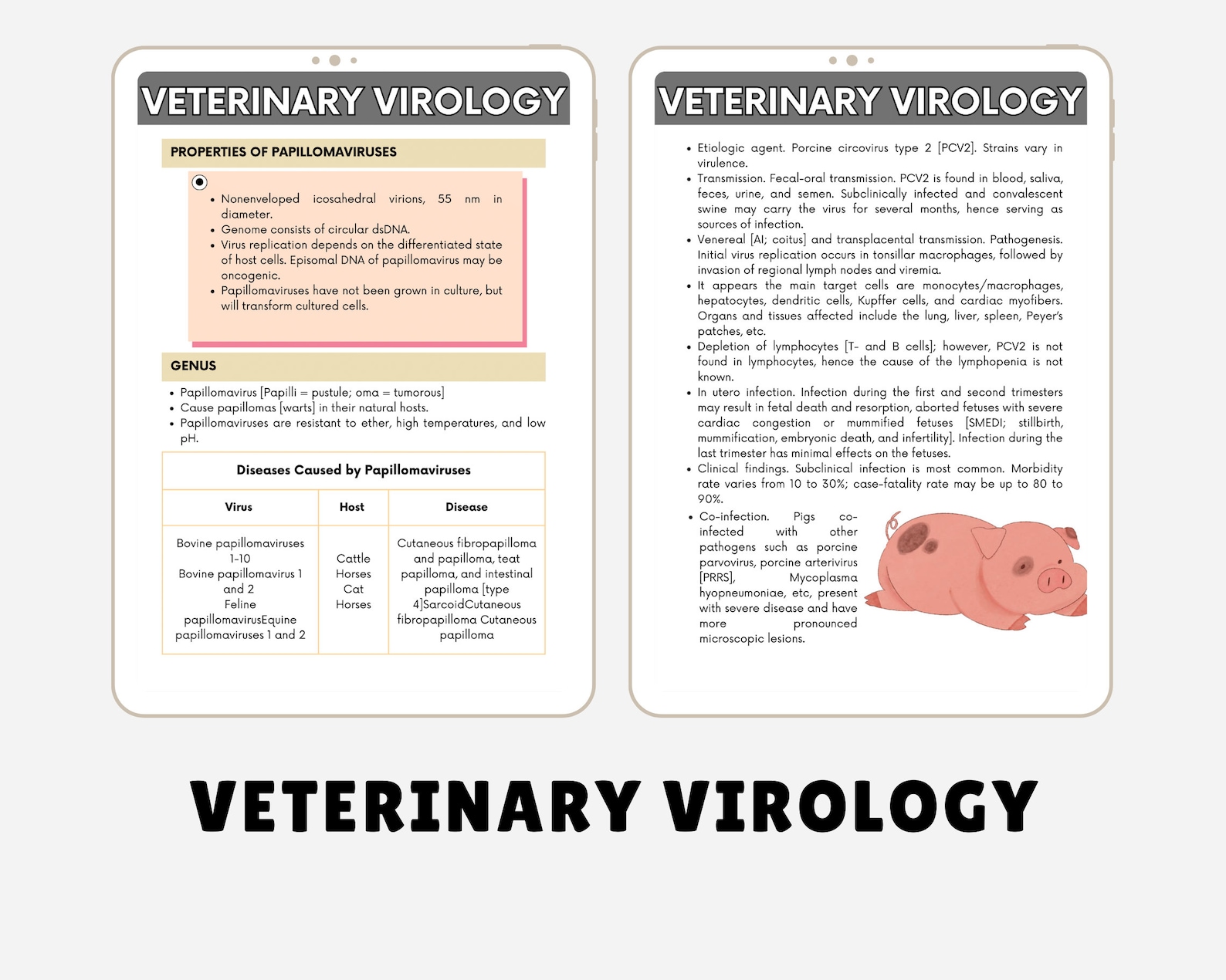 BEST SELLING 240 Pages Vet Tech Notes, Vet Med Study Guide, VTNE Prep ...
