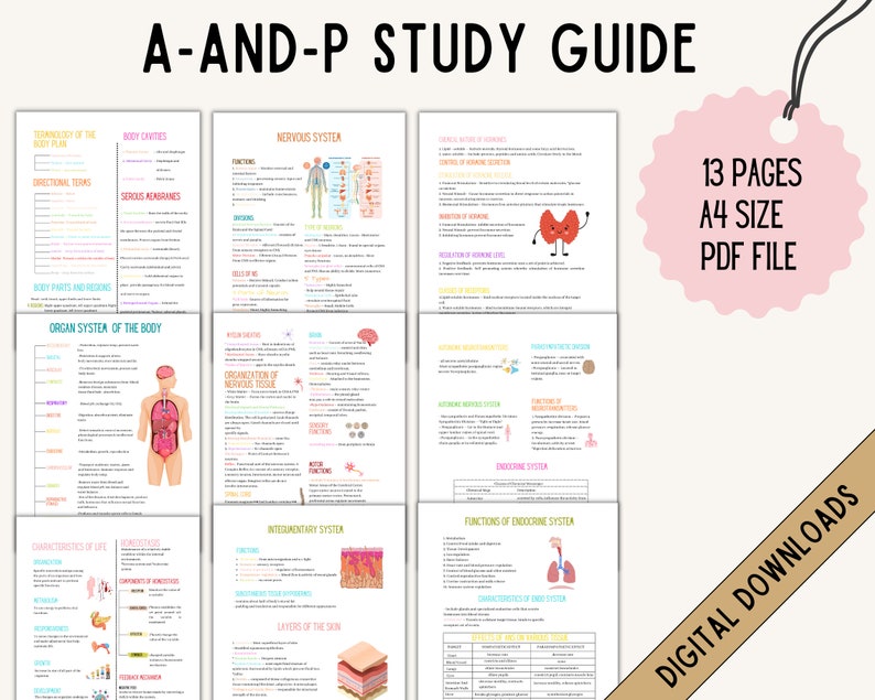 Anatomy and Physiology Nursing Anatomy Study Guide Anatomy - Etsy