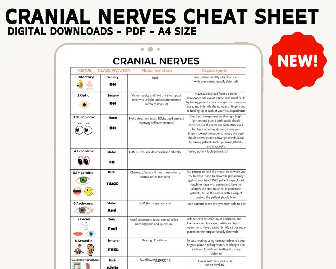 Cranial Nerves Assessment Sheet for Nursing Students (PDF & PNG) - Etsy