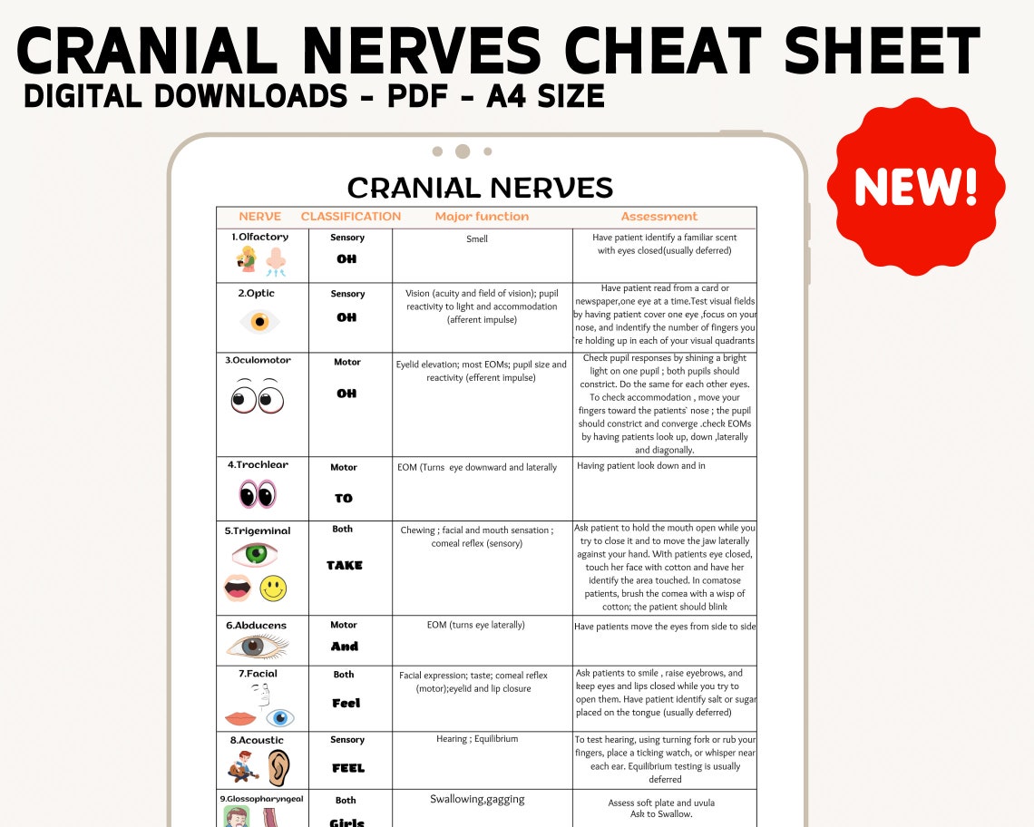 Cranial Nerves Assessment Sheet for Nursing Students (PDF & PNG) - Etsy