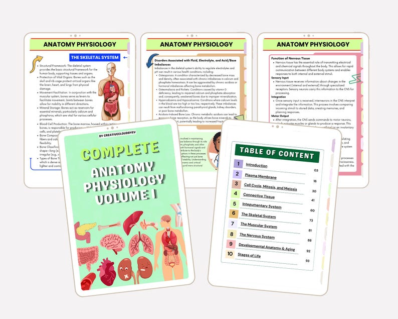 Anatomy Physiology Study Guide, MEGA BUNDLE (digital Download) - Etsy