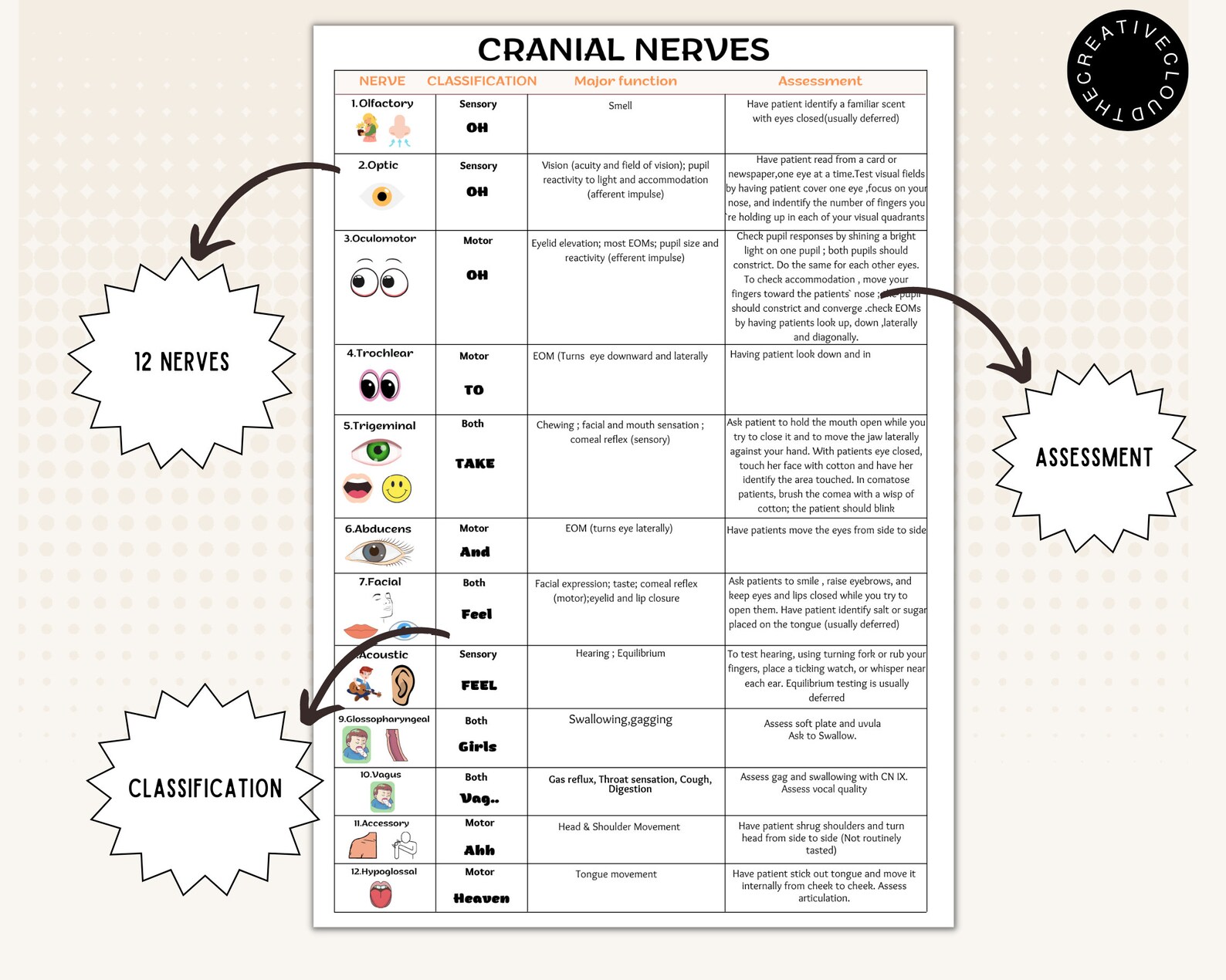 Cranial Nerves - Cranial Nerves Sheet - 12 Cranial Nerves - Nursing ...