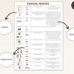 Cranial Nerves Chart: Nursing Student Study Guide (PDF & PNG) - Etsy