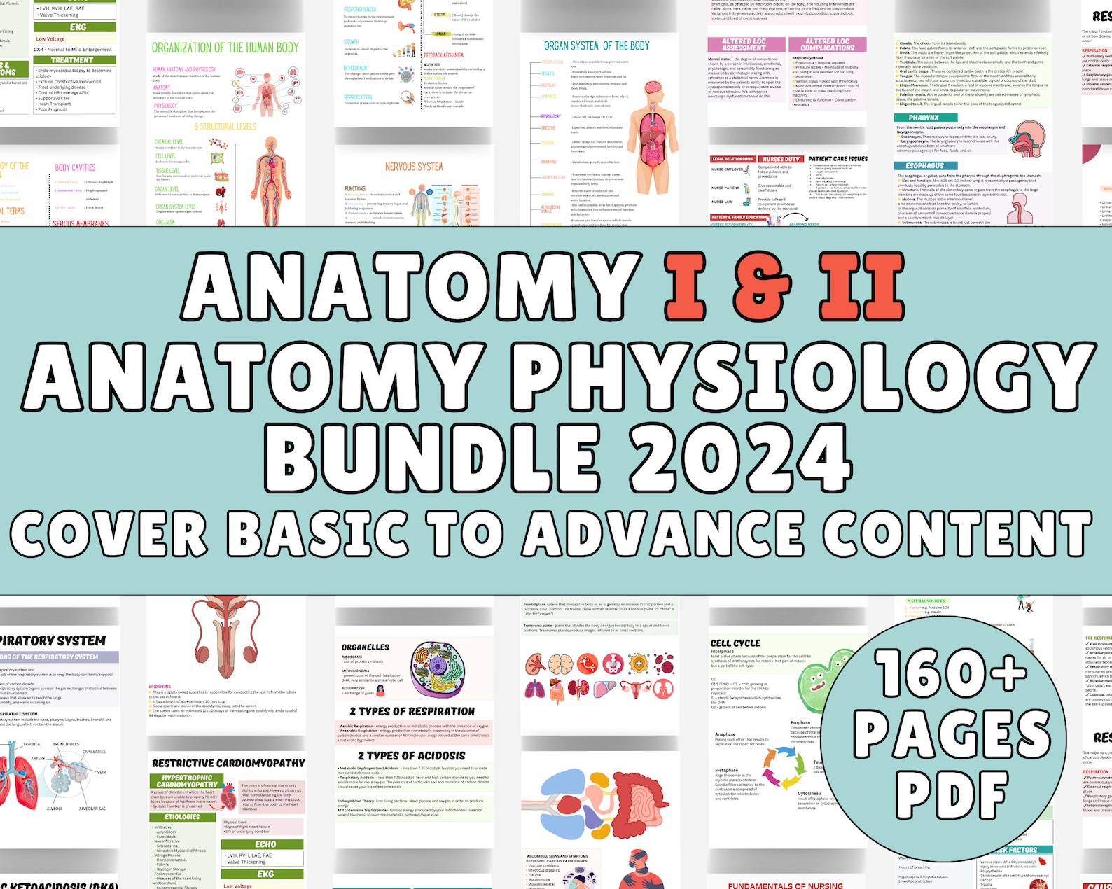 Anatomy Physiology Study Guide: Nursing Notes Bundle (PDF & PNG) - Etsy