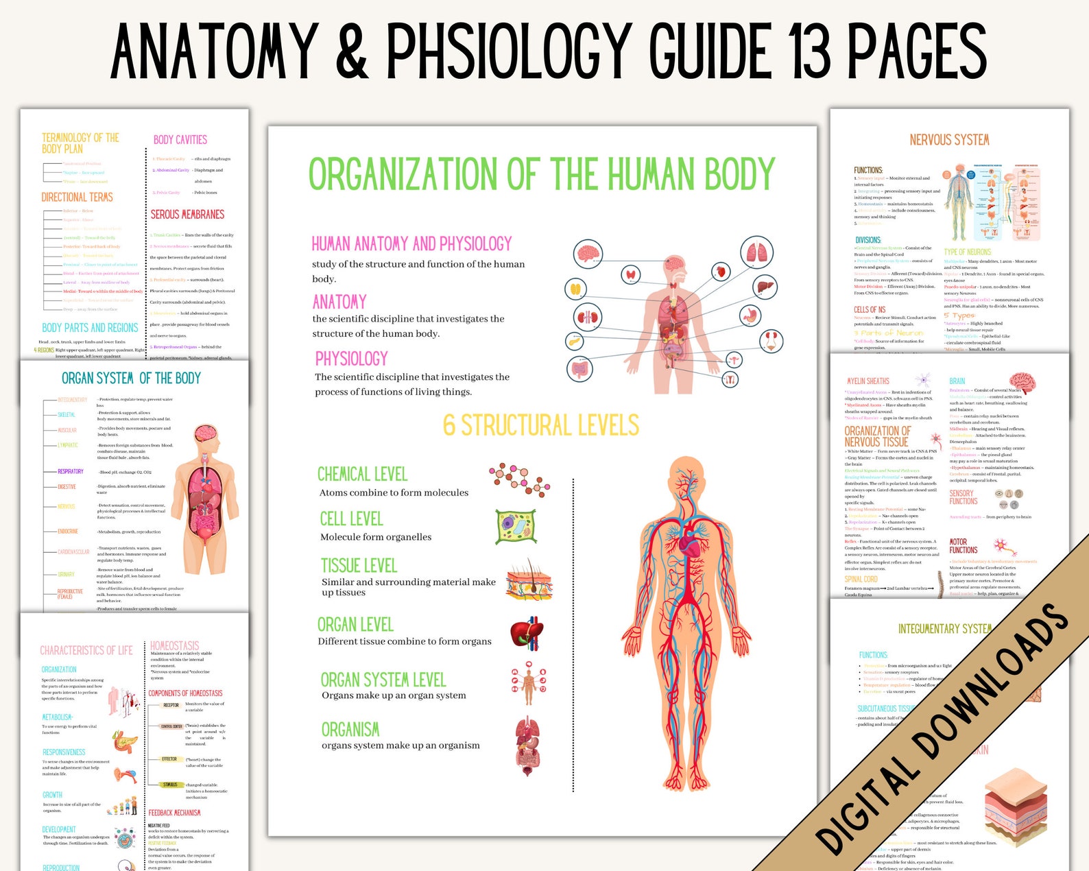 Anatomy and Physiology Nursing Anatomy Study Guide Anatomy - Etsy