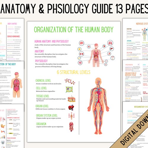 Anatomy and Physiology Nursing Anatomy Study Guide Anatomy - Etsy Anatomy and Physiology Nursing Anatomy Study Guide Anatomy - Etsy