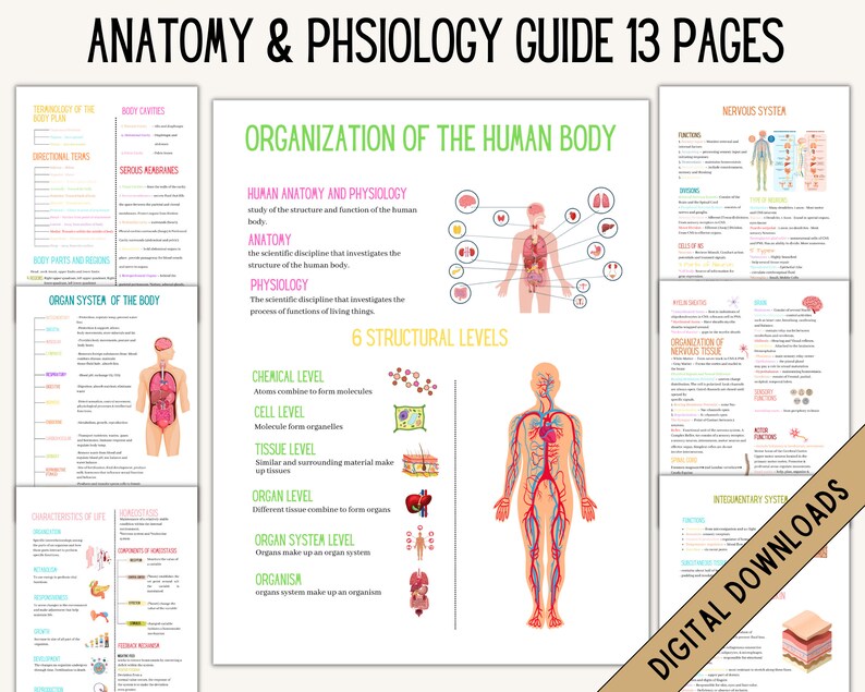 Anatomy and Physiology Nursing Anatomy Study Guide Anatomy - Etsy Anatomy and Physiology Nursing Anatomy Study Guide Anatomy - Etsy