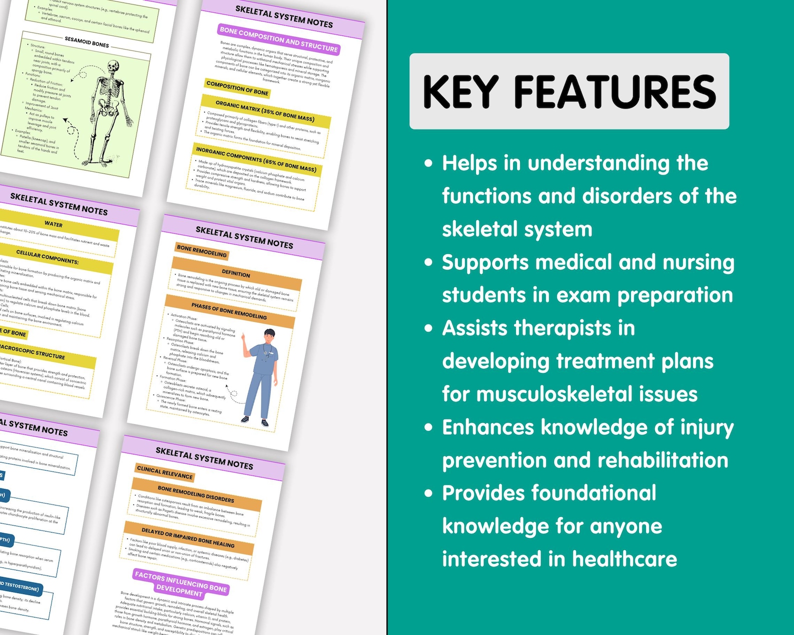Skeletal System Notes 2025 Edition, 80+ Pages, Intro to Skeletal System ...