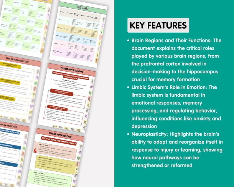 The Brain Regions Guide, Cheat Sheet & Flashcards Bundle 2026 Edition ...