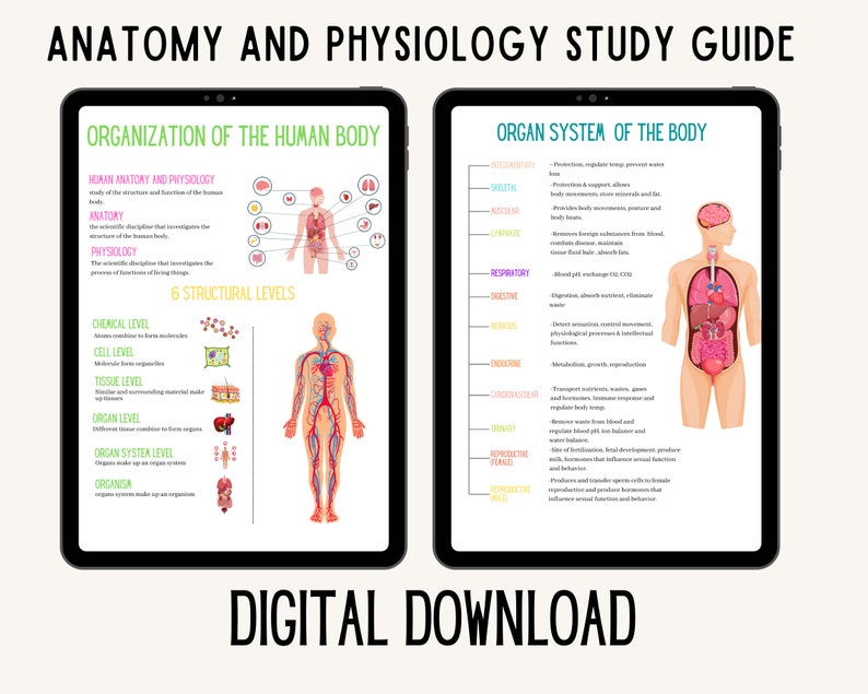 Anatomy and Physiology Nursing Anatomy Study Guide Anatomy - Etsy